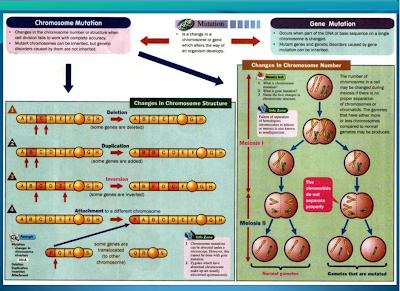 Mutasi | SAINS TINGKATAN 4