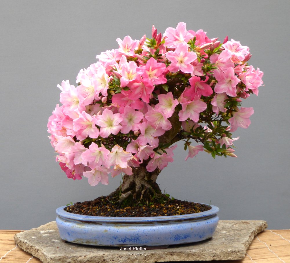 Jupp`s Bonsai- Blog: Die Azaleen blühen........