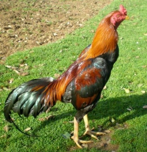 Deskripsi, Klasifikasi, Morfologi, Serta Sistem biologis dari Ayam dan ...