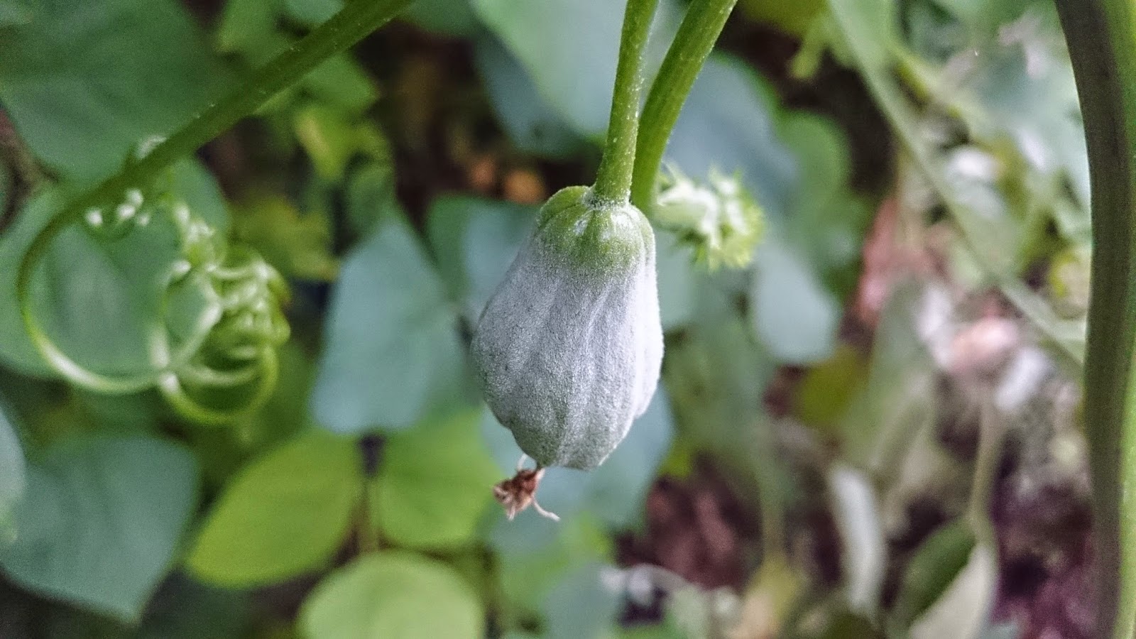 People, Plants, Landscapes: Choko or Chayote crop on its way
