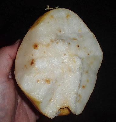 Xtremehorticulture of the Desert: Brown Spots in Pear and Apple Flesh ...