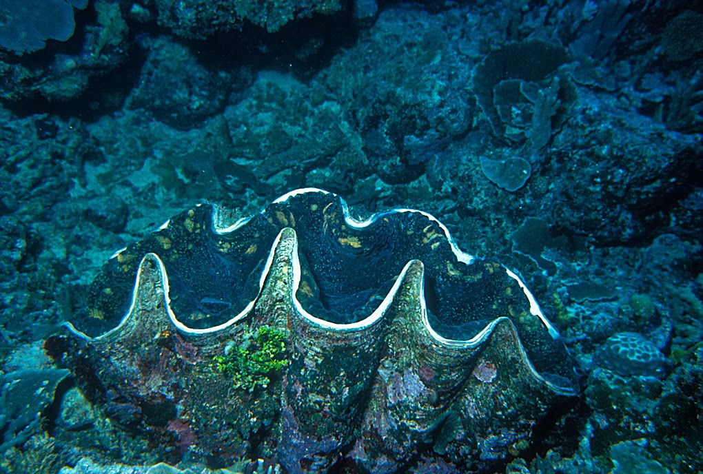 EXPAT AUX PHILIPPINES: PEARL ... OF THE KINGS