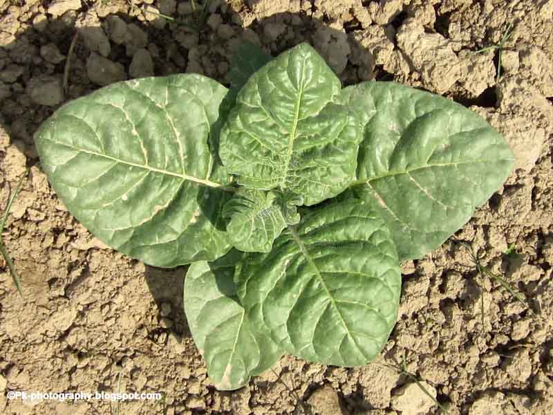 Nicotiana rustica-Wild Tobacco | Nature, Cultural, and Travel ...
