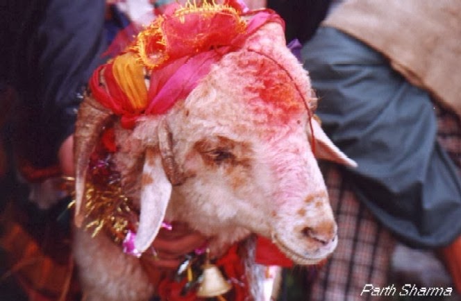 Shri Radhe Maa : Himalayan Devi Yatra led by a four-horned sheep