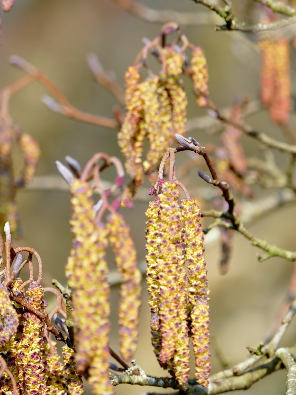 Peter Lovett's ramblings : "Mauve" and a Common Alder tree mauve ...