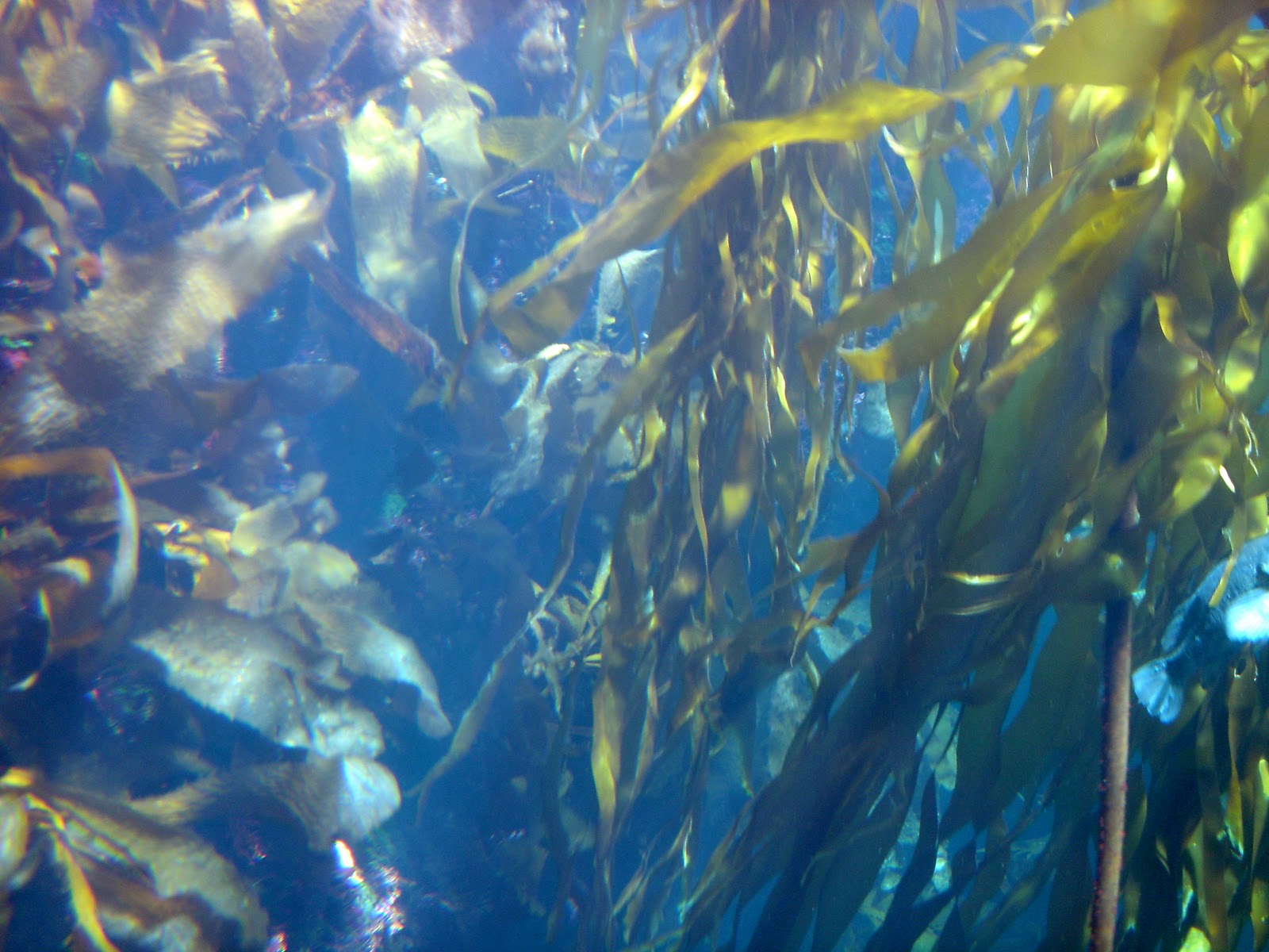 Practical Biology: science for everyone: Simply Unique Seaweed
