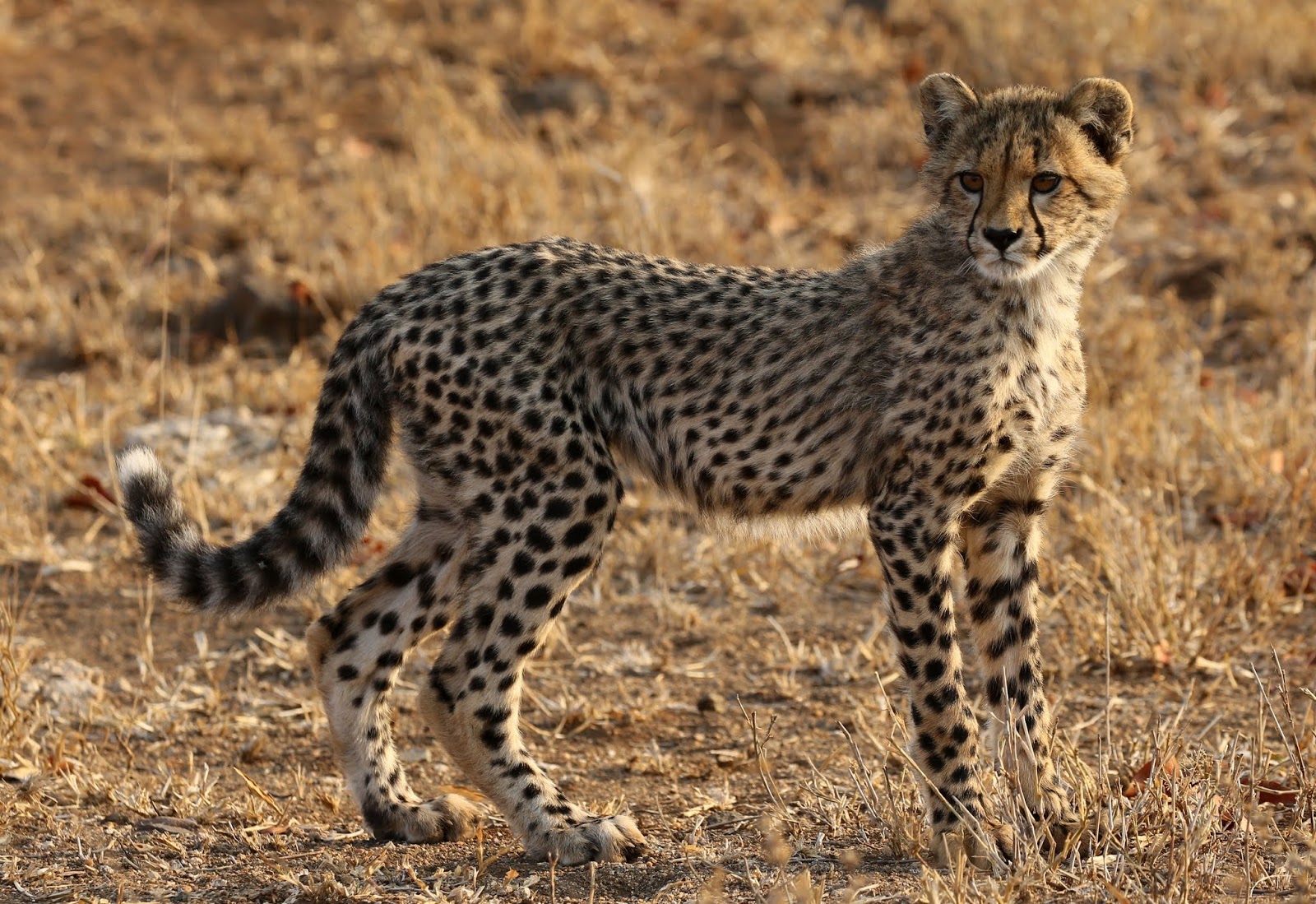 Worldbirder: Photo Essay: Cheetah