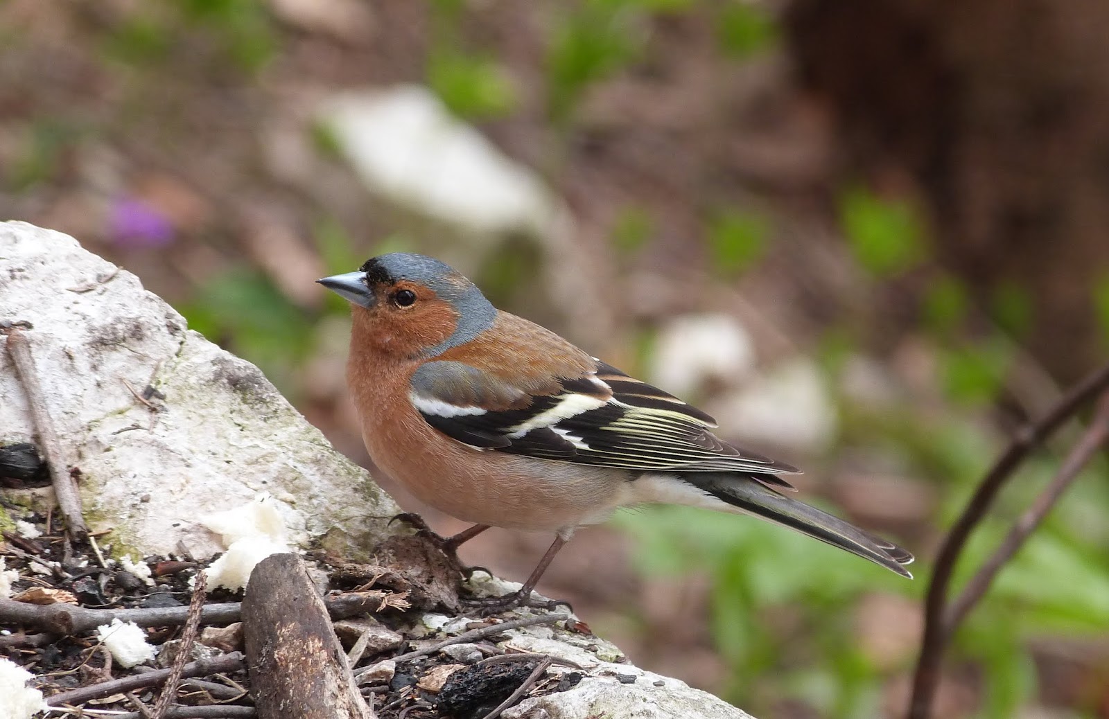 Frumusetile naturii: Cinteza (Fringilla coelebs)