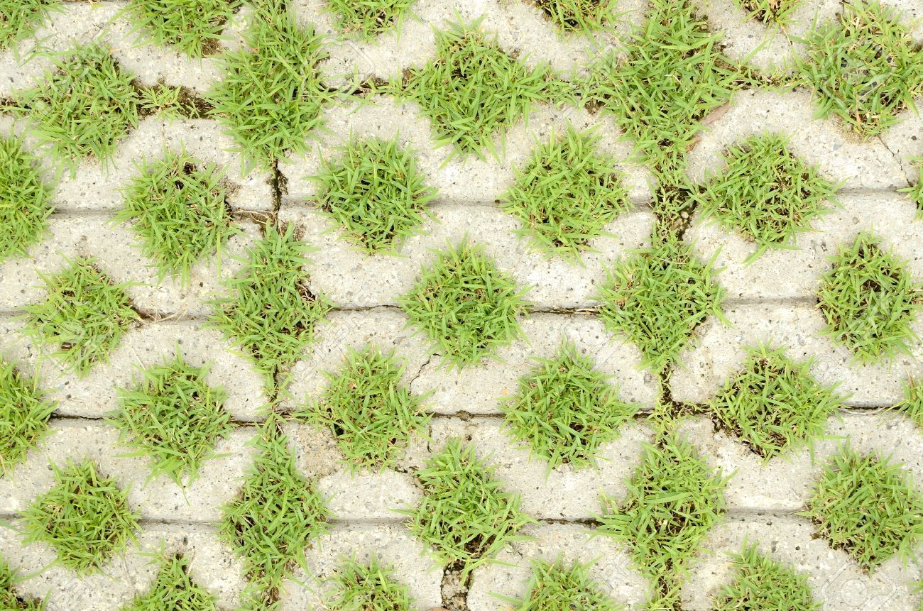 TANAM RUMPUT DI GRASS BLOCK MUDAH SEKALI | JUAL TANAMAN HIAS MURAH ...