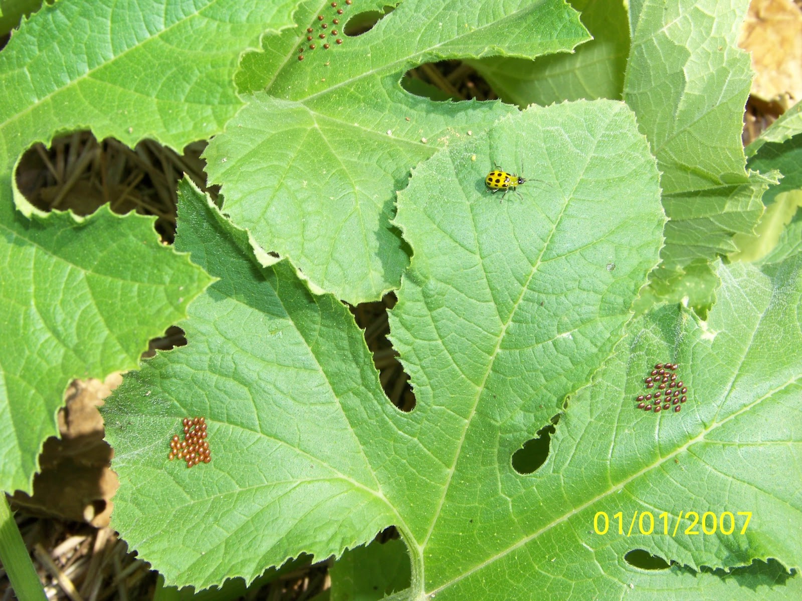Missouri Beginning Farming: Pest, Disease and Weed Management Workshop