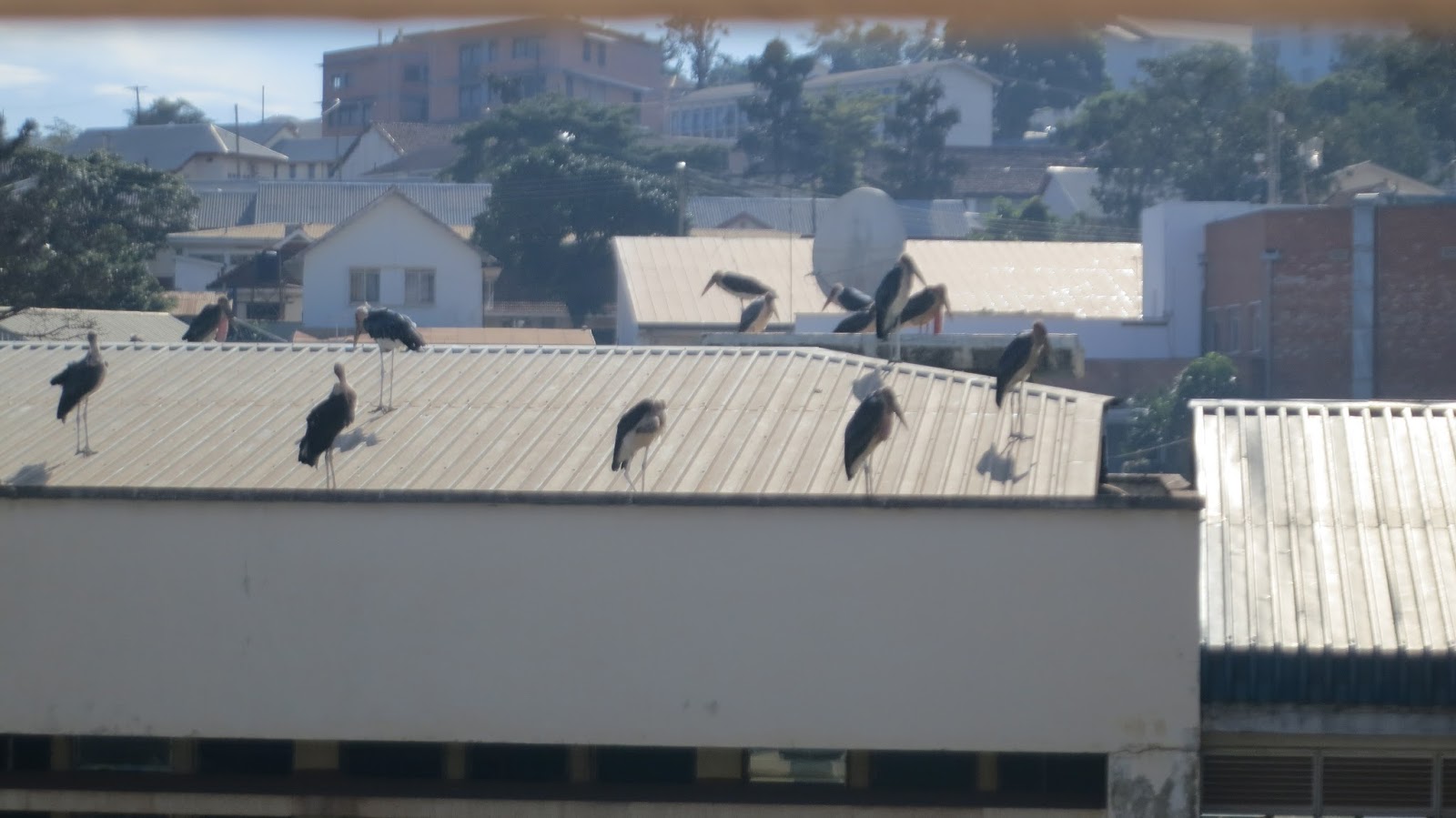 Innervated: Mulago Safari Guide