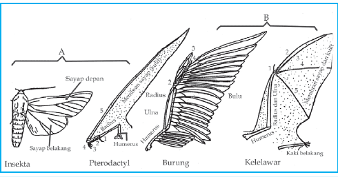 Pengertian Analogi Adalah - Kamus Biologi Online - Biologi Edukasi ...