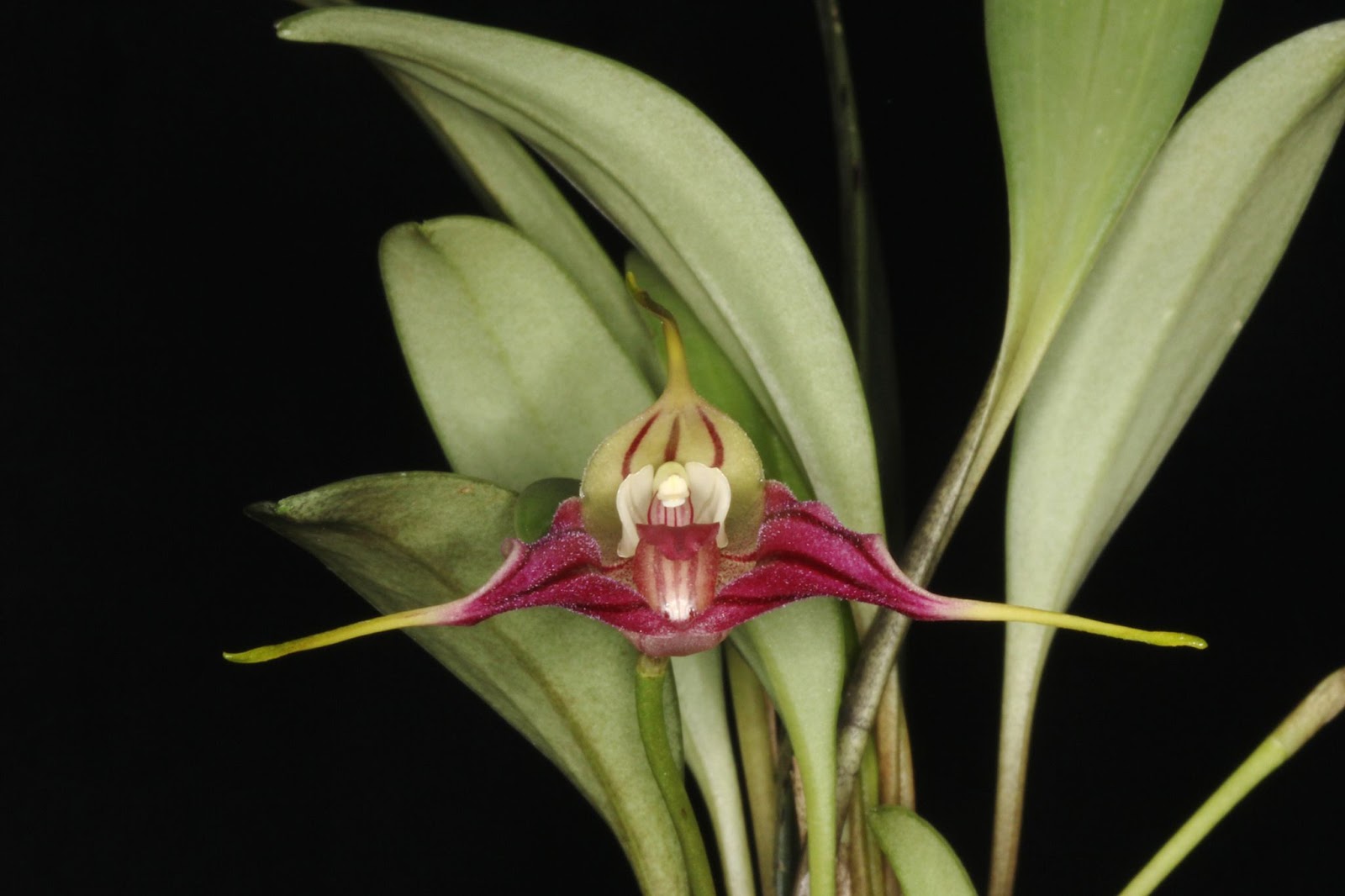 Masdevallia elegans care and culture | Travaldo's blog