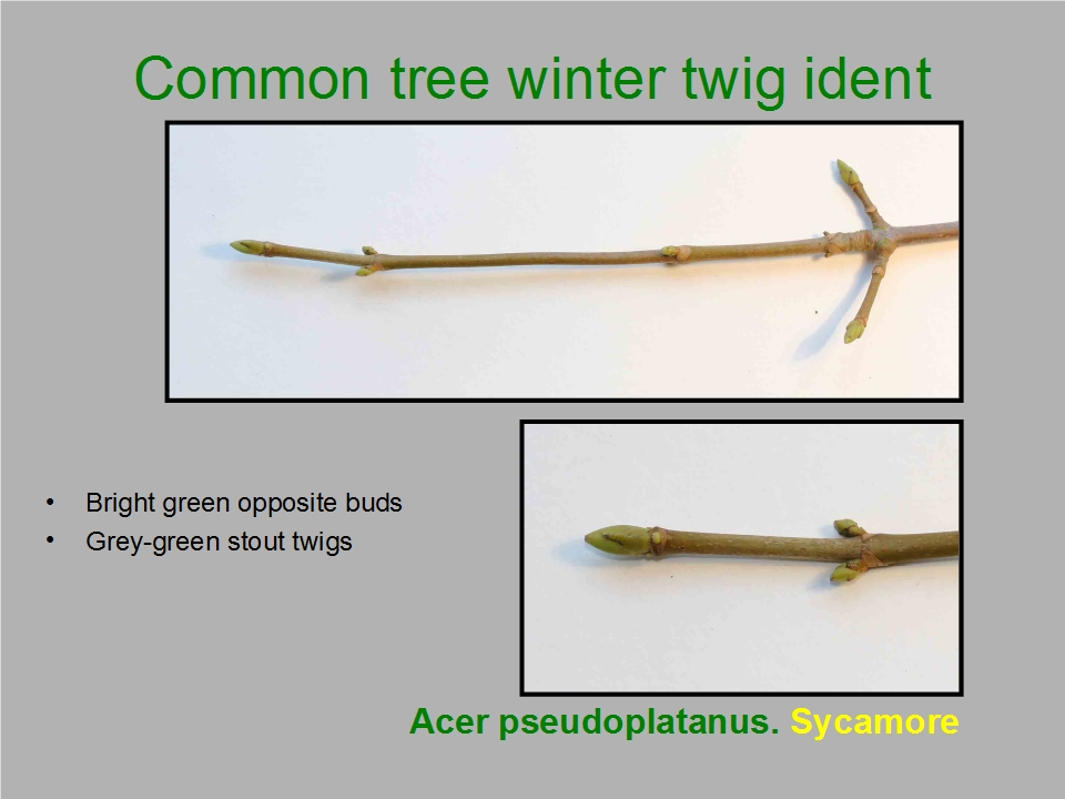 Woodland Management: A Guide