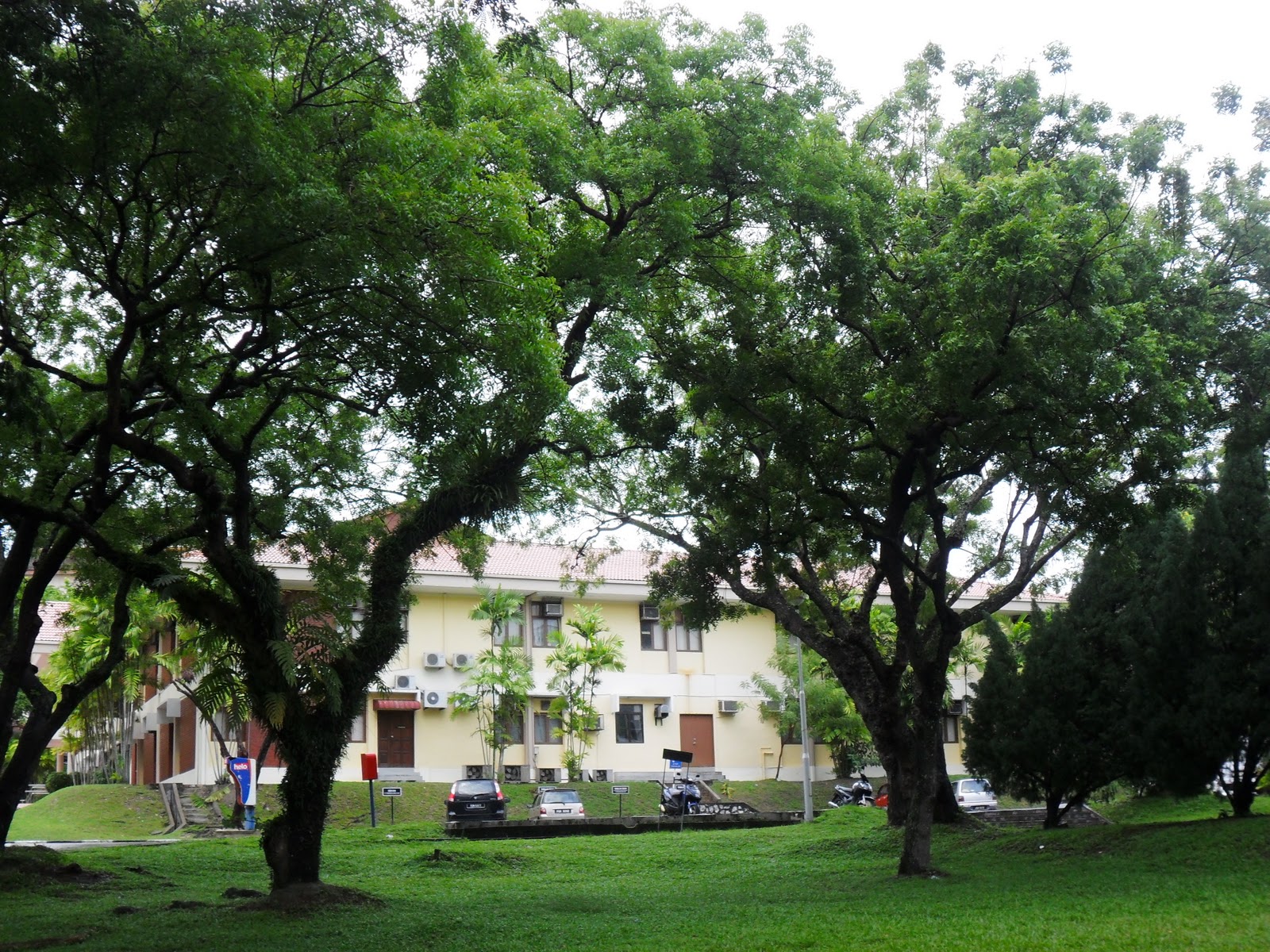 nature lover: Pokok mambu-Azadirachta indica