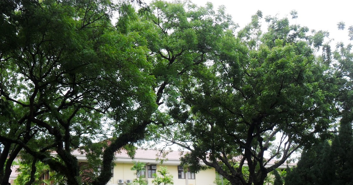 nature lover: Pokok mambu-Azadirachta indica