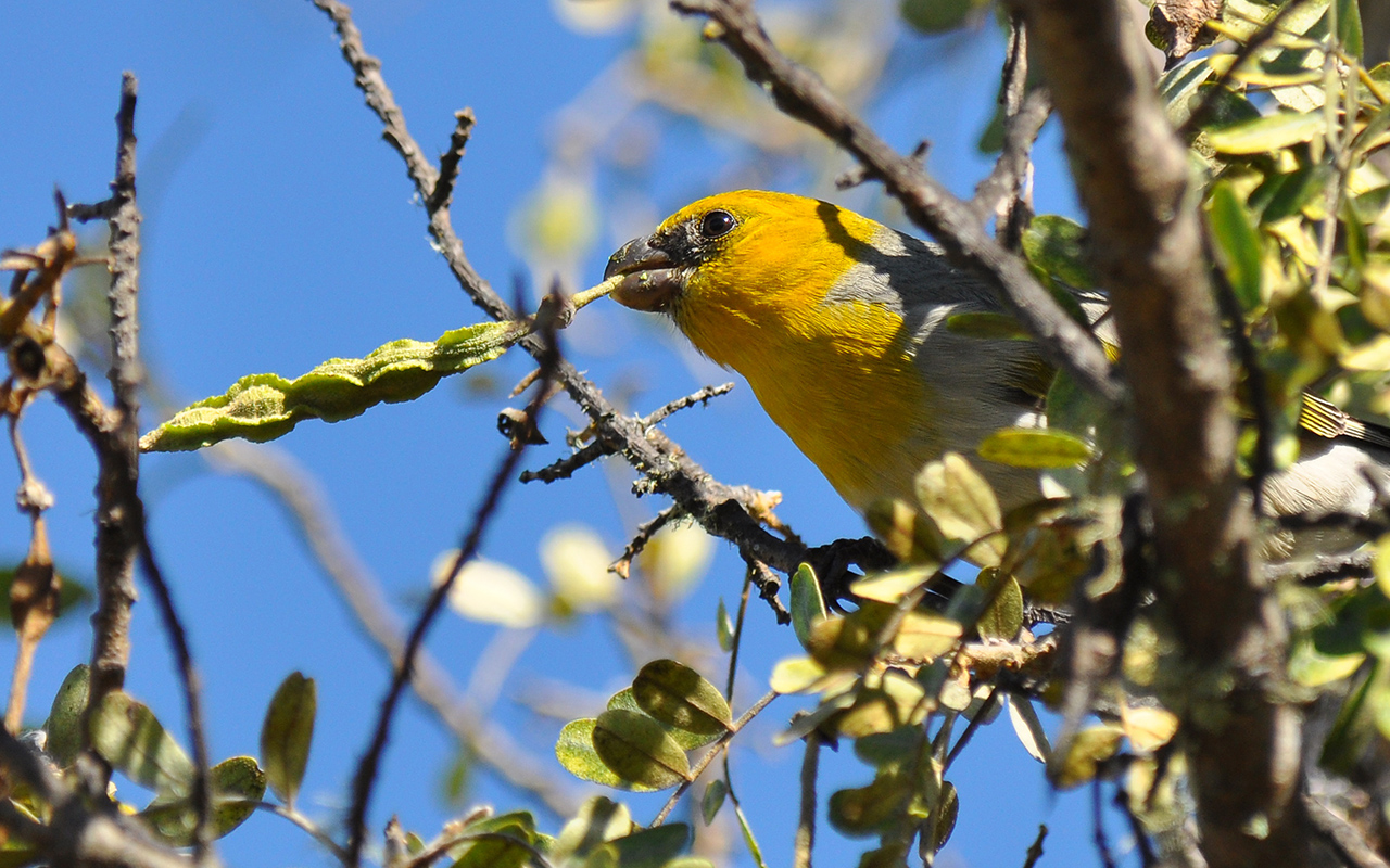 200 Birds: Hawaii's Native Forest Birds