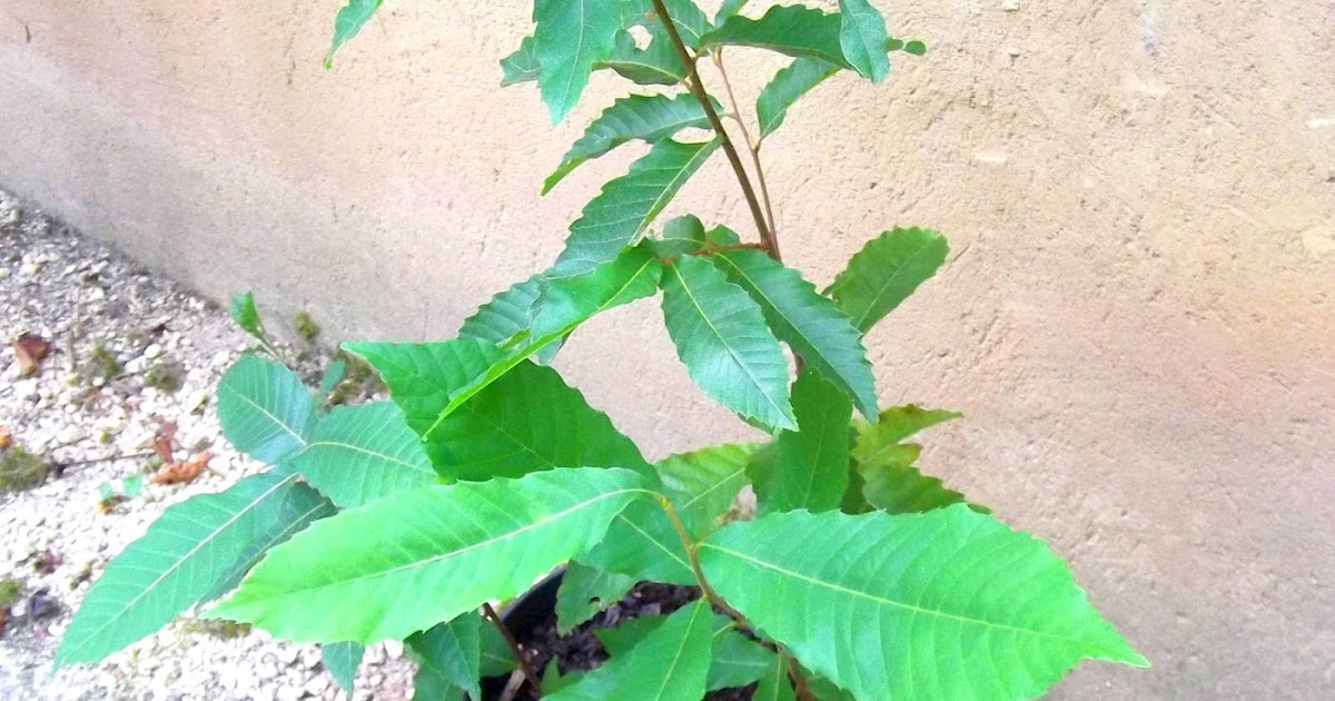 Magnon's Meanderings: Marsol Success.