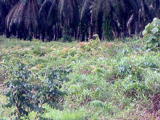 TUMIS PEDAS PUCUK PAKU MERAH..