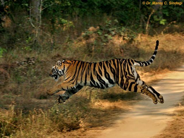 Round trip: Tiger Safari In India