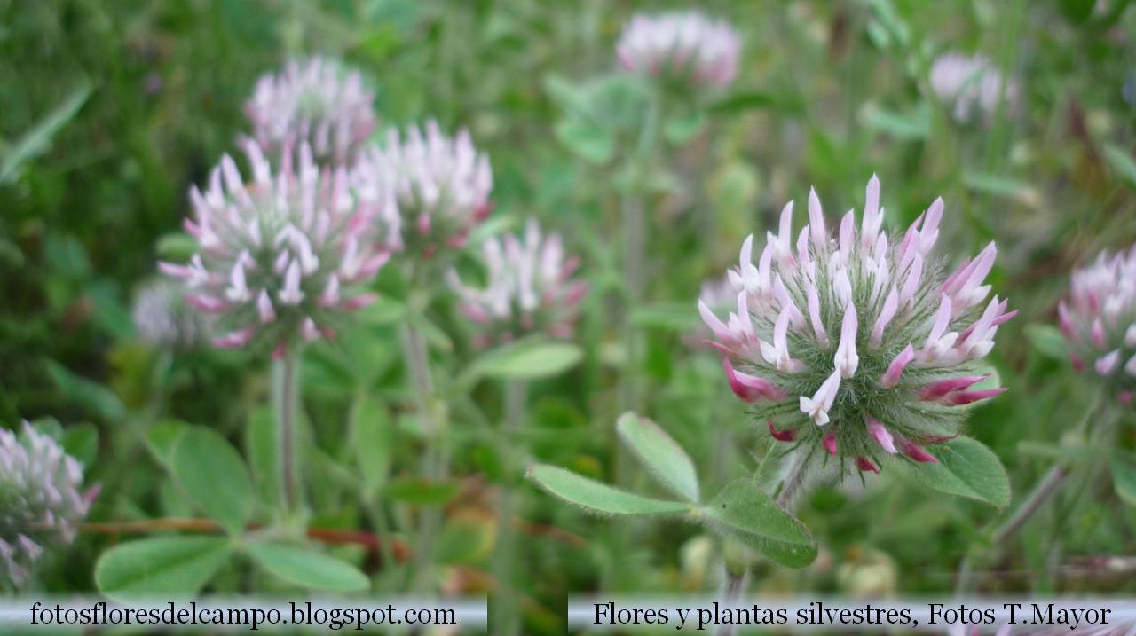 Flores y plantas silvestres: " Trifolium hirtum ". Trébol, Trébol velloso.