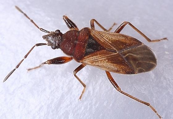 INSECTOS DE P.R. In Memoriam Dr Luis F Martorell y Dr Alain Liogier ,DR ...