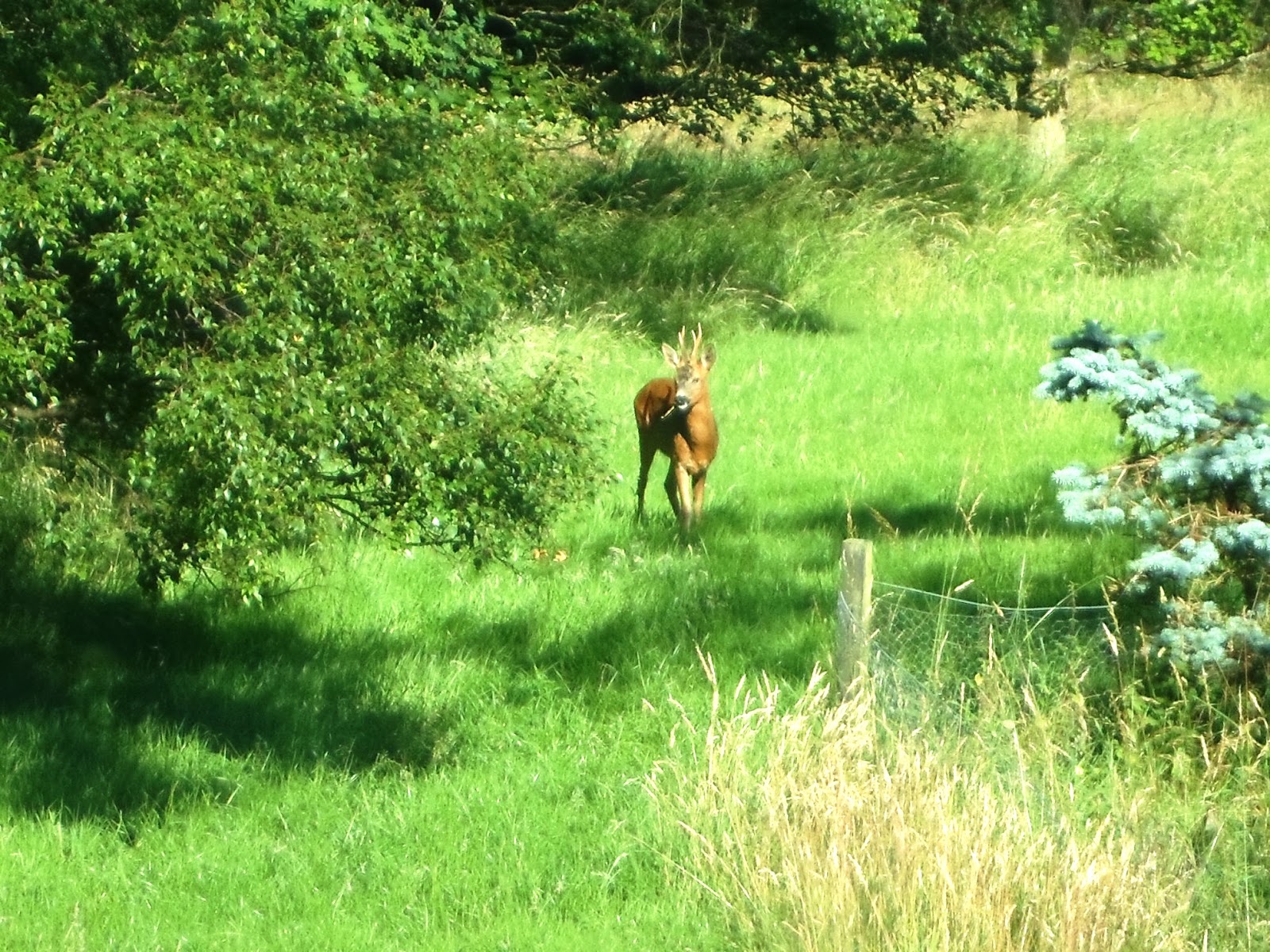 Dom Donald's Blog: Saint Waldef Abbot of Melrose. (Waltheof or Waldeve ...