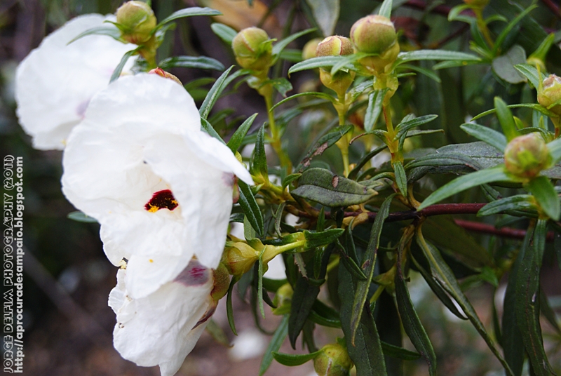 SAMPAIO: Flor da Esteva
