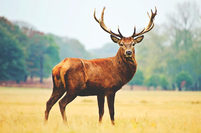 Enseñando a través de la lectura: EL CIERVO, EL MANANTIAL Y EL LOBO
