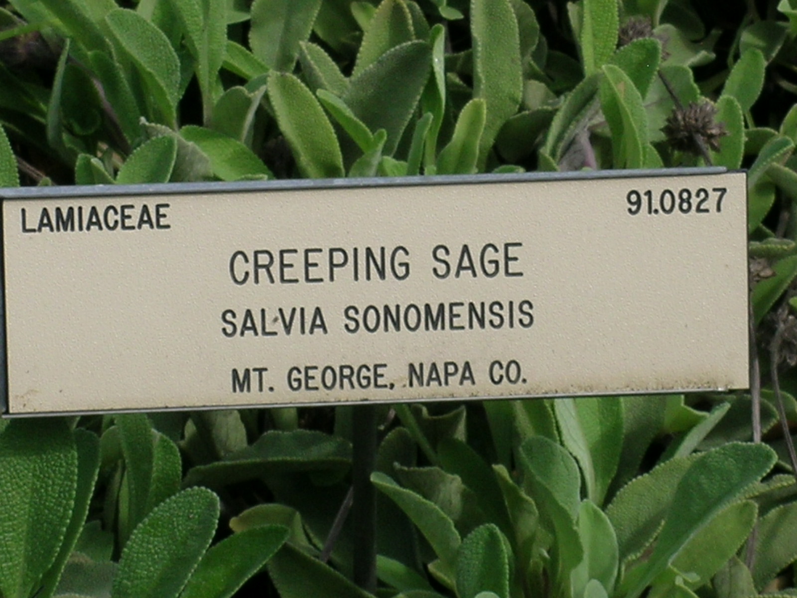 Berkeley Butterfly Blog: Creeping Sage--Salvia sonomensis