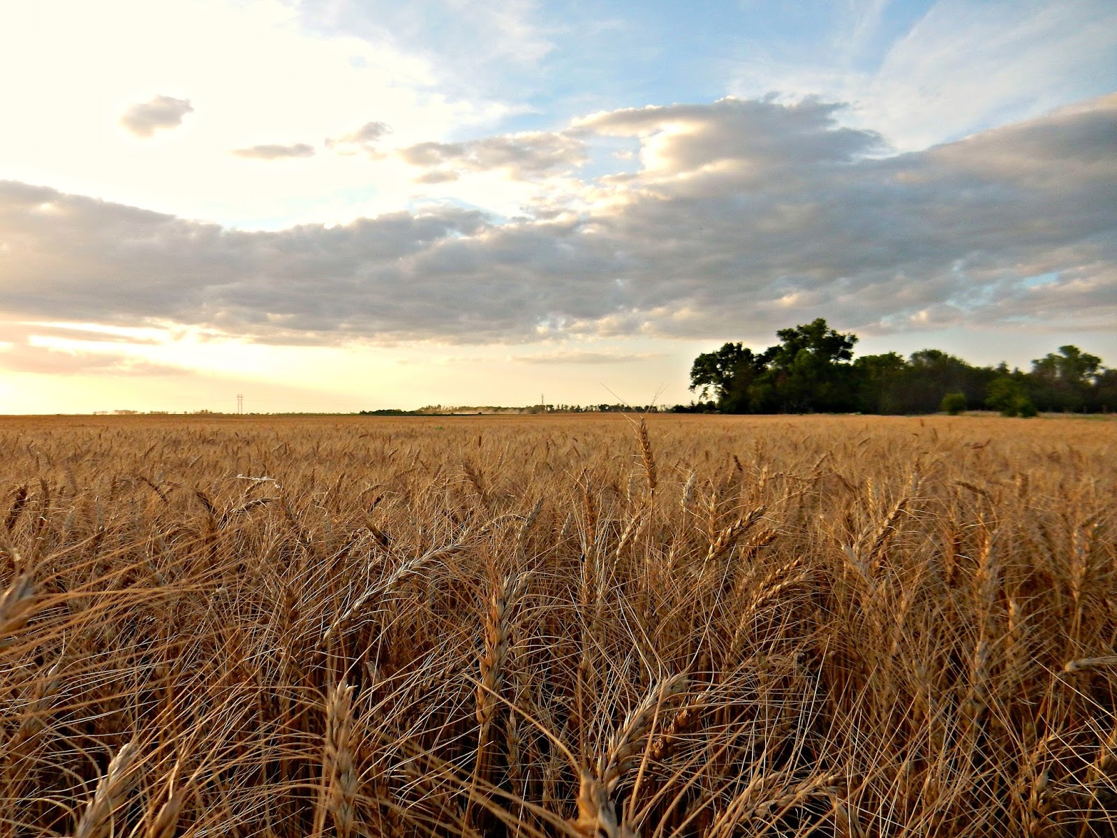 Kim's County Line: Golden Field, Golden Hour
