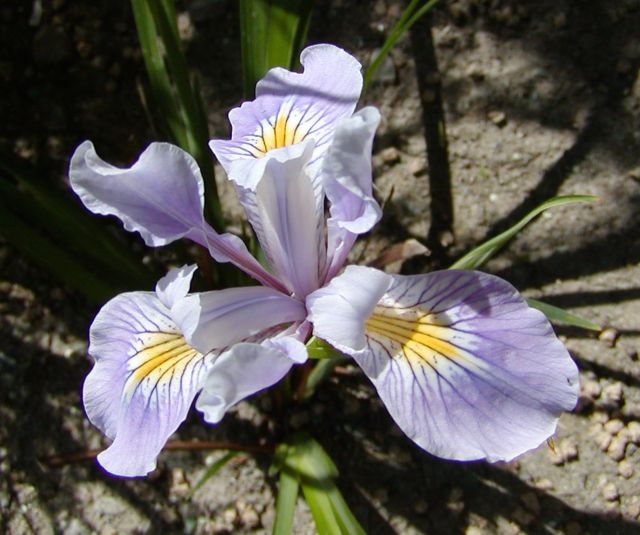 World of Irises: August 2015