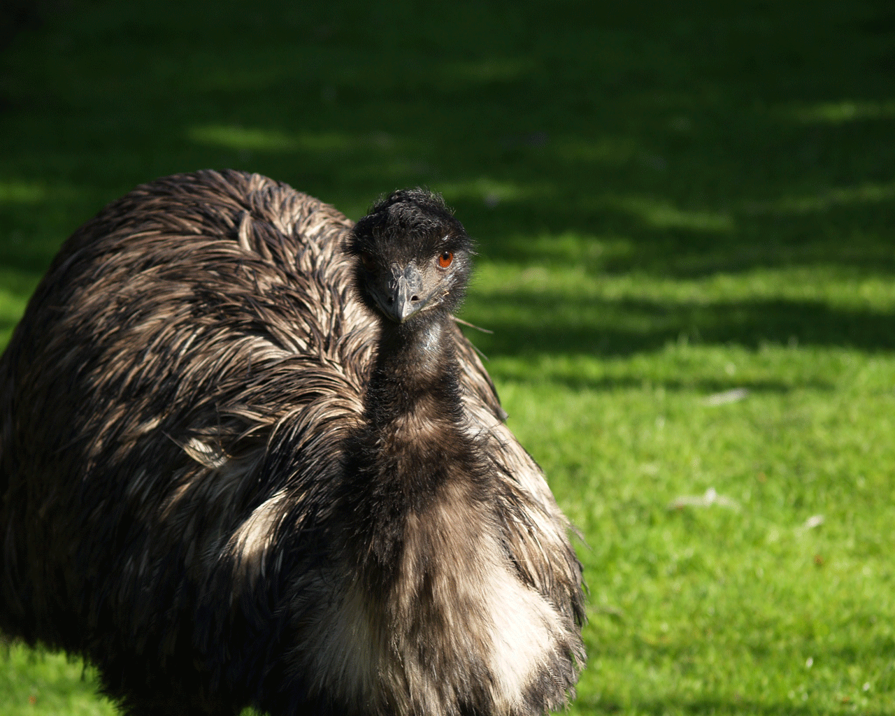 Best Jungle Life: Emu & Emu Pics And Emu Wallpapers