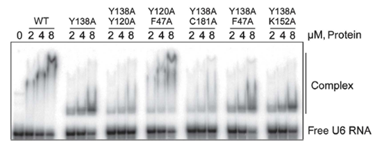 Cwc2 Structure Decoded: Cwc2 is a multipartite RNA-BP