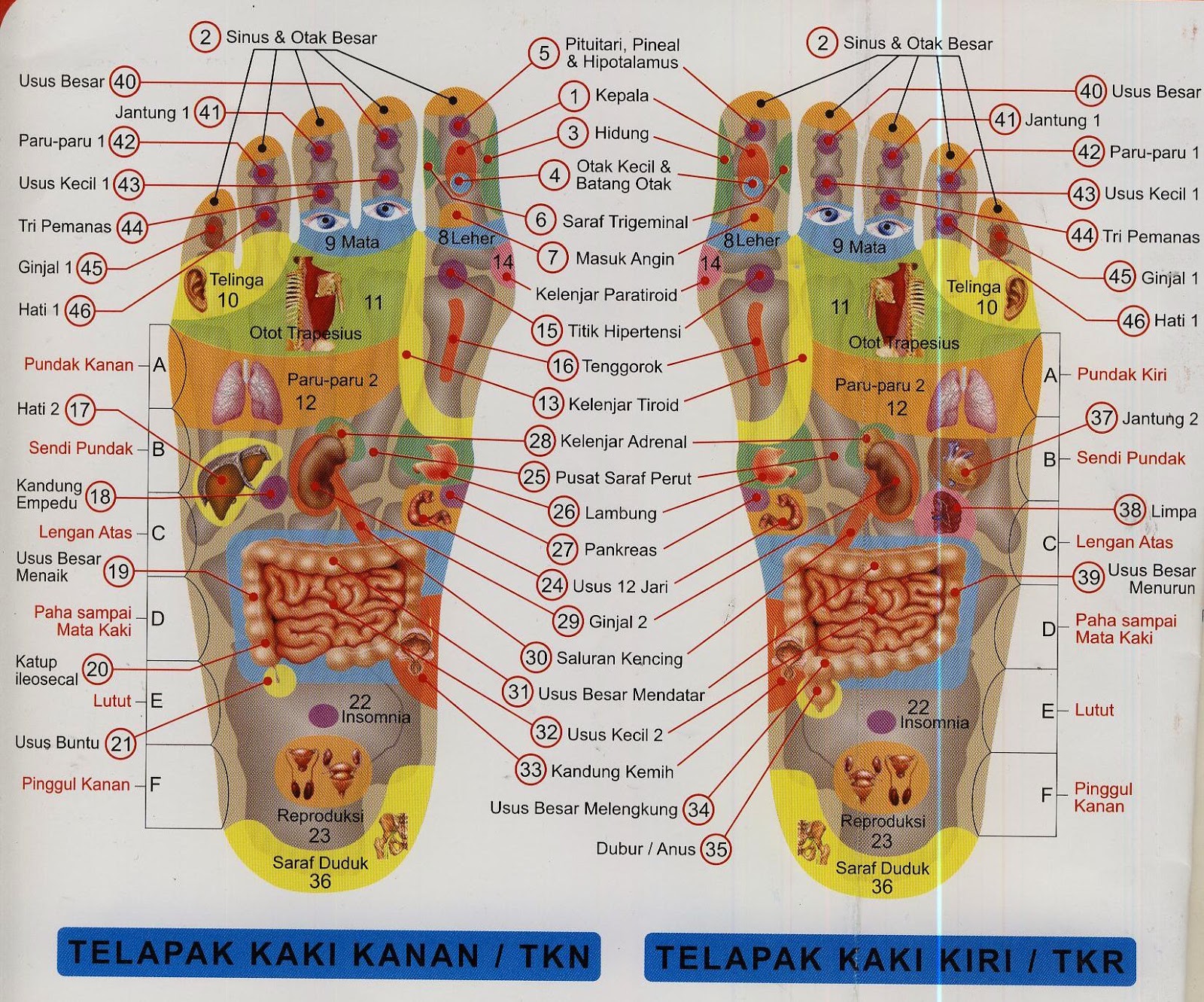 PENGOBATAN PATAH TULANG: GAMBAR TITIK-TITIK REFLEXY DI TELAPAK KAKI