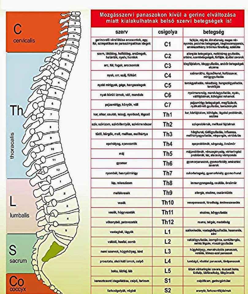 " Király-Ház " Alternativ Gyógyászat: Gerinc