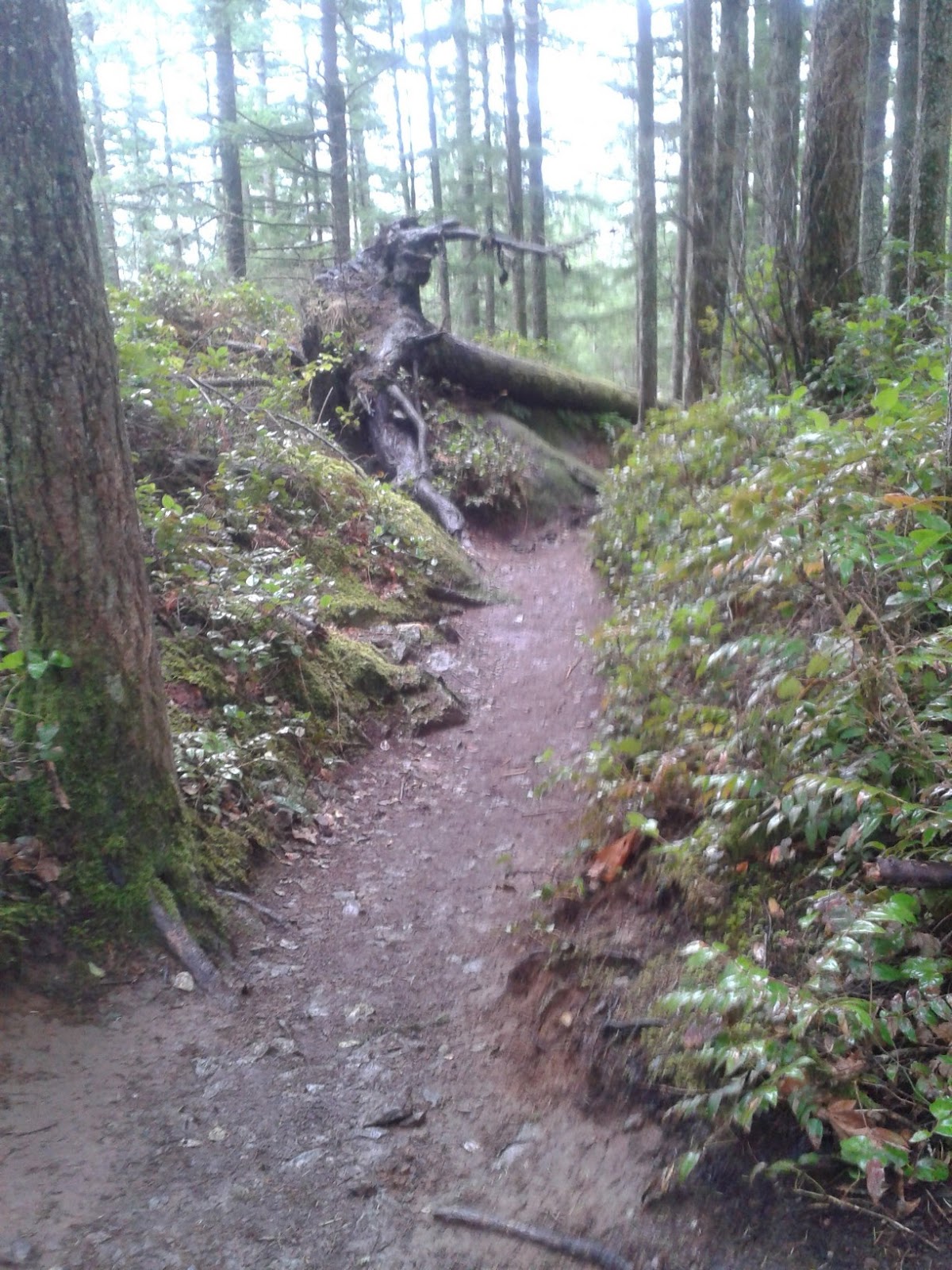 Urban Trailseeker: Hiking Trip Report: Little Si, Boulder Garden Loop