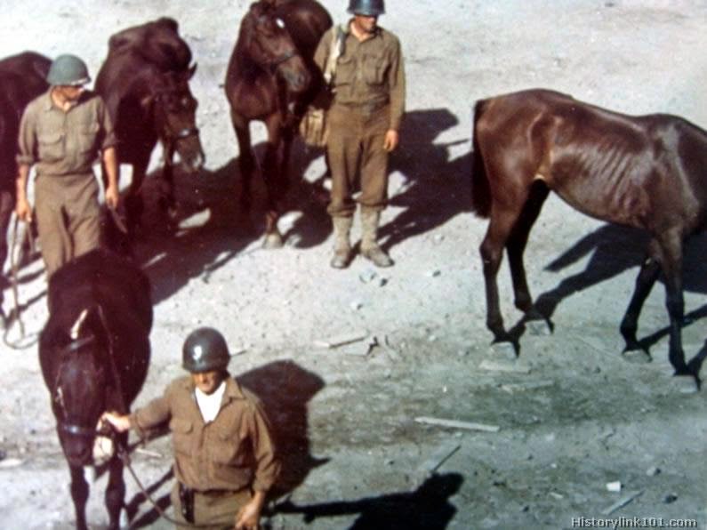 Color Photos of Animals in World War II ~ Vintage Everyday