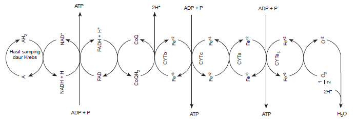 Katabolisme : Respirasi Aerob (3) | All About Biology