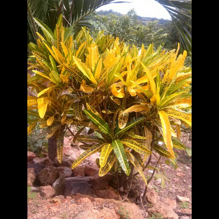 Plantas De Panamá: Plantas Ornamentales De Panamá