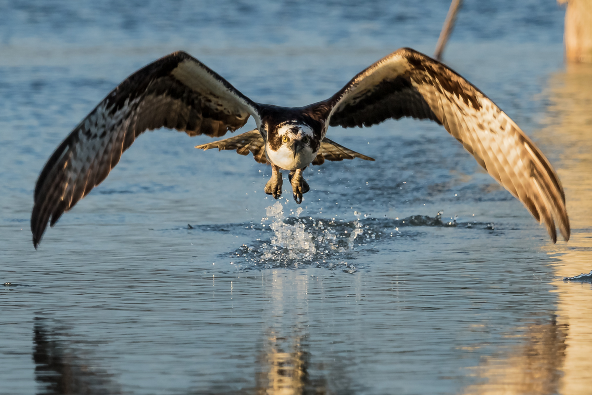 The new Osprey Nesting Platforms are up in Grant Narrows!