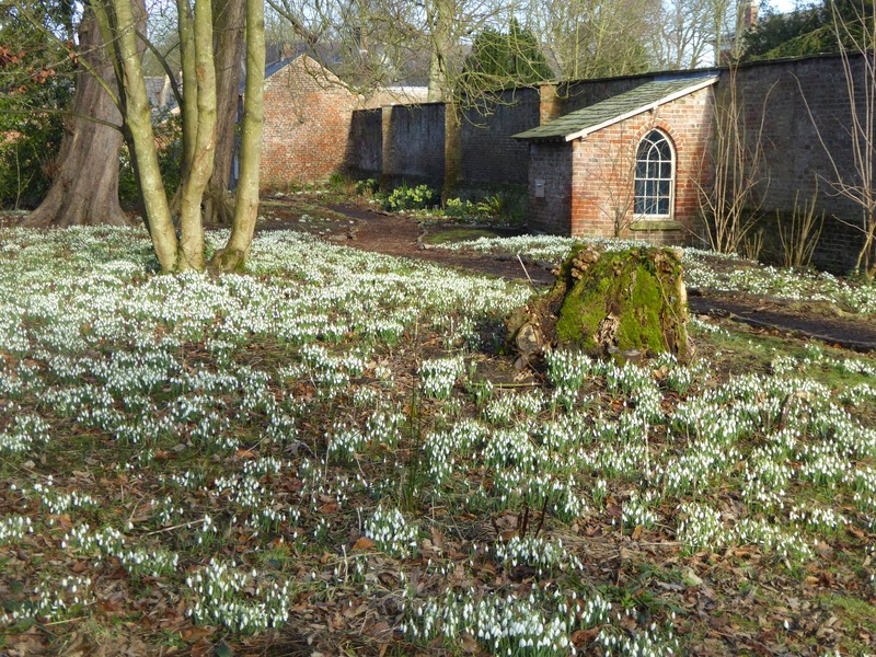 The Meanderthals: Lytham Hall - Snowdrop Walk