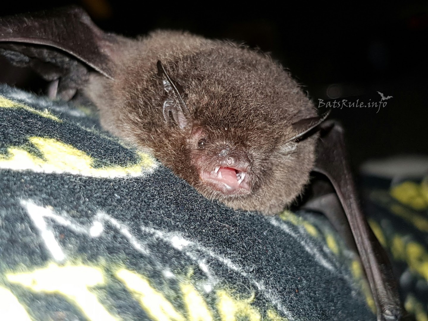 Rehab | Microbat in care | Myotis Macropus, Southern Myotis, Large ...