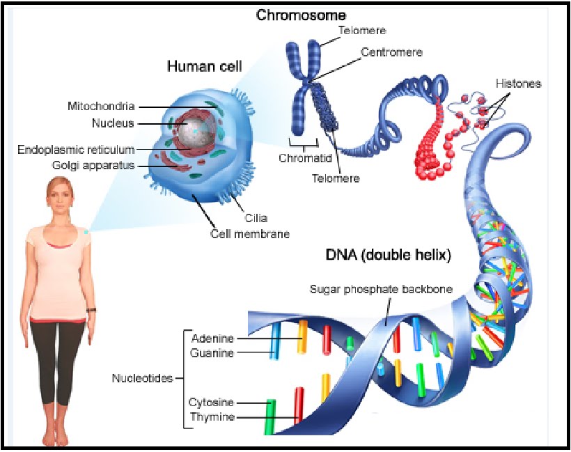 BIOLOGI BERBAGI: MEKANISME DASAR GENETIKA