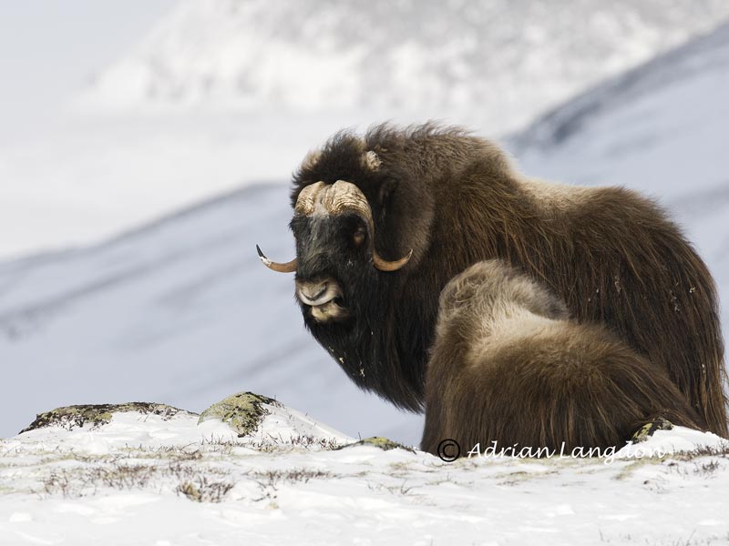 images-naturally!: Musk Ox in the snow