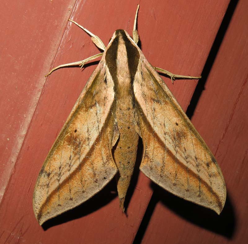 Birdernaturalist: Some Fancy Costa Rica Moths