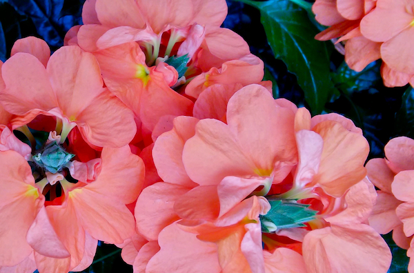 SpringLeaf Studios: Corals