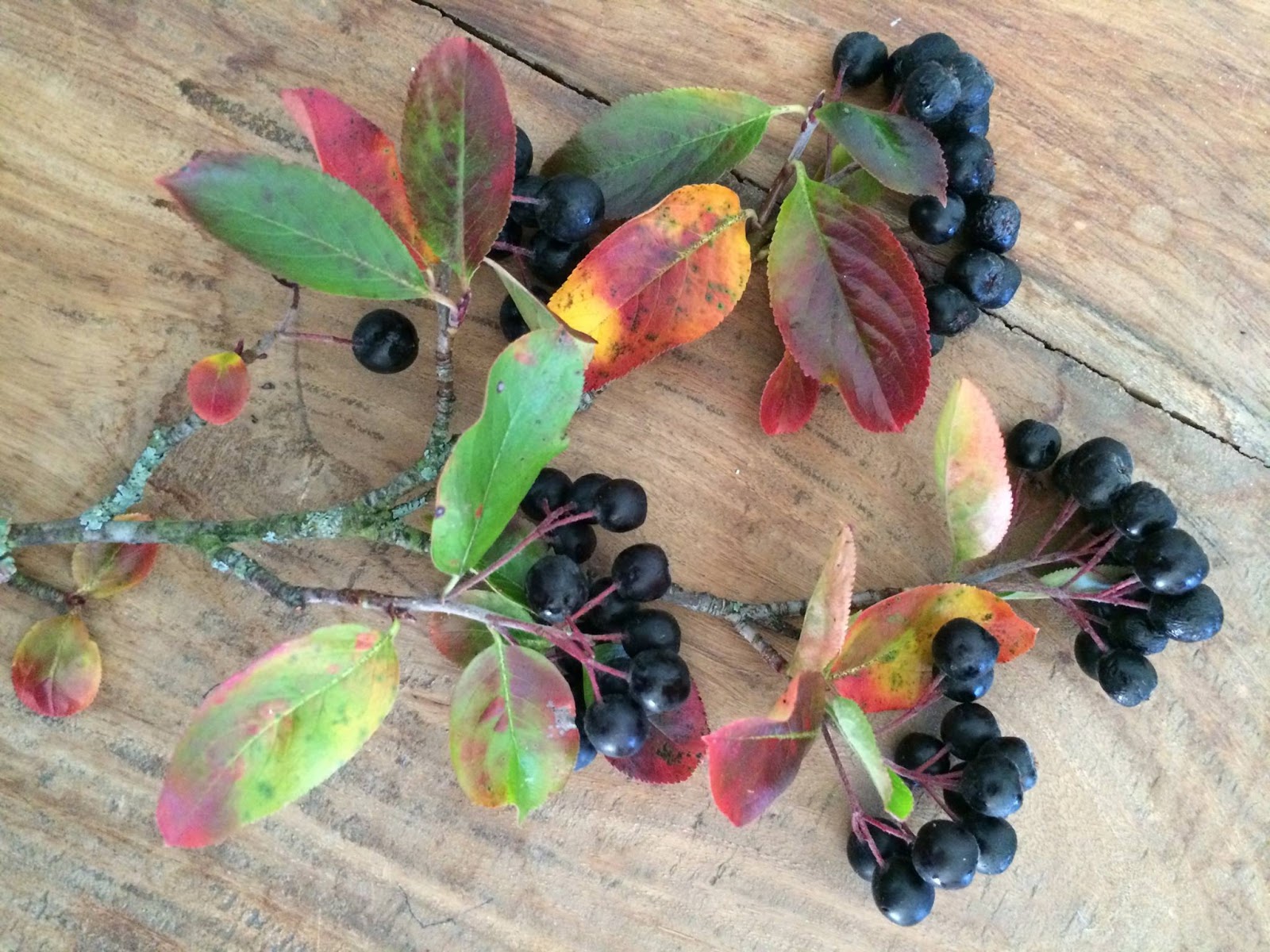 Aroniabær - gratis supermat i nabolaget