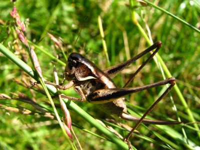 Pasiunea Pescuitului: Lacusta