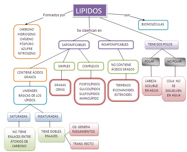 LIPIDOS | MICHAEL SCIENCE